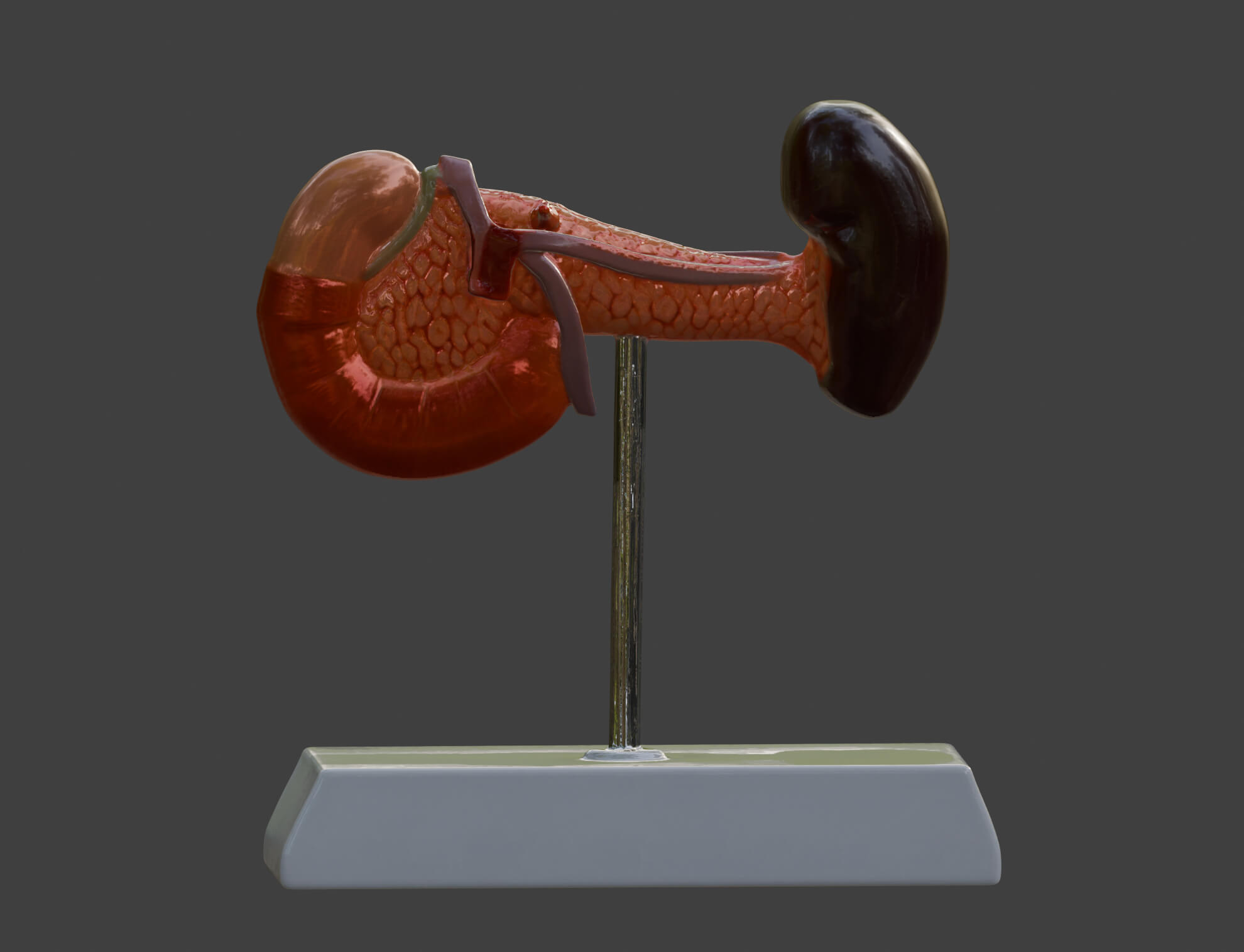 3D Spleen, Pancreas and Duodenum Anatomy Model by azekapeka