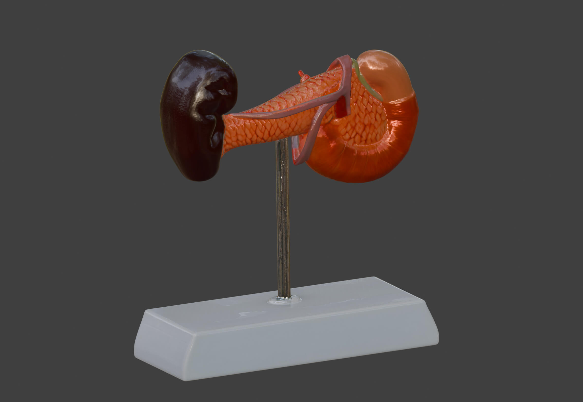 3D Spleen, Pancreas and Duodenum Anatomy Model by azekapeka