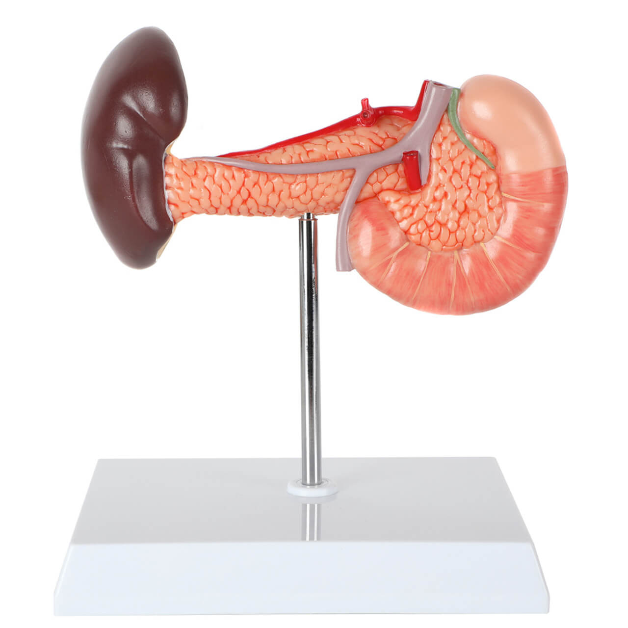 3D Spleen, Pancreas and Duodenum Anatomy Model by azekapeka