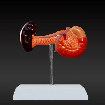 3D Spleen, Pancreas and Duodenum Anatomy Model by azekapeka