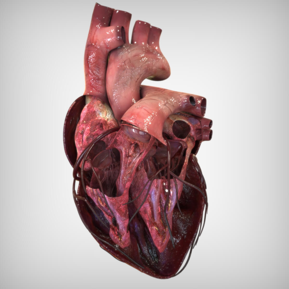 Detailed Human Heart - 3D Model by AzulUtak