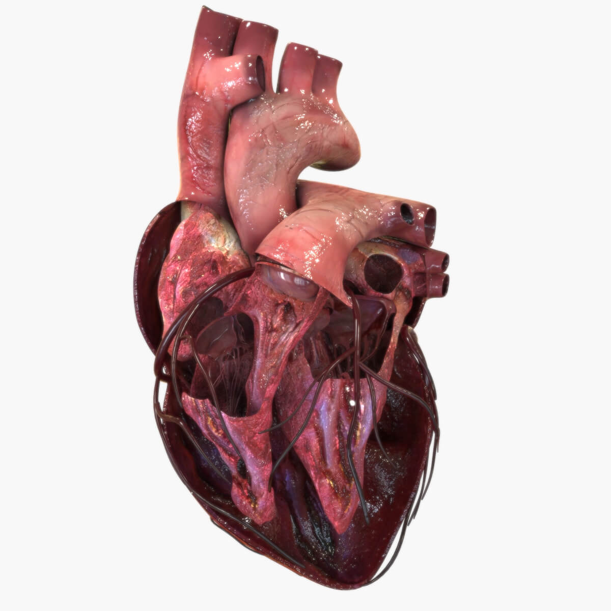 Detailed Human Heart - 3D Model by AzulUtak