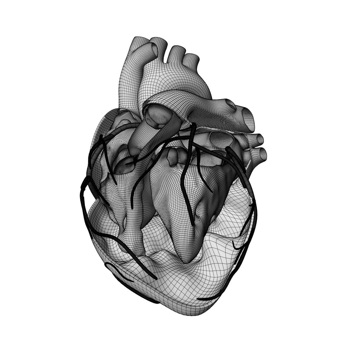 Detailed Human Heart - 3D Model by AzulUtak