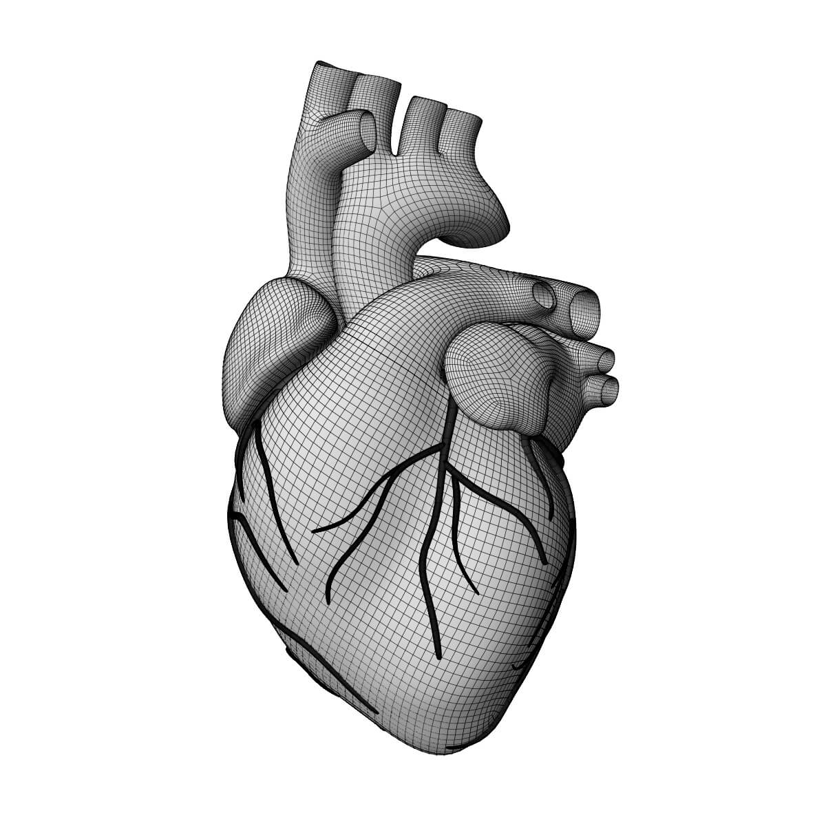 Detailed Human Heart - 3D Model by AzulUtak