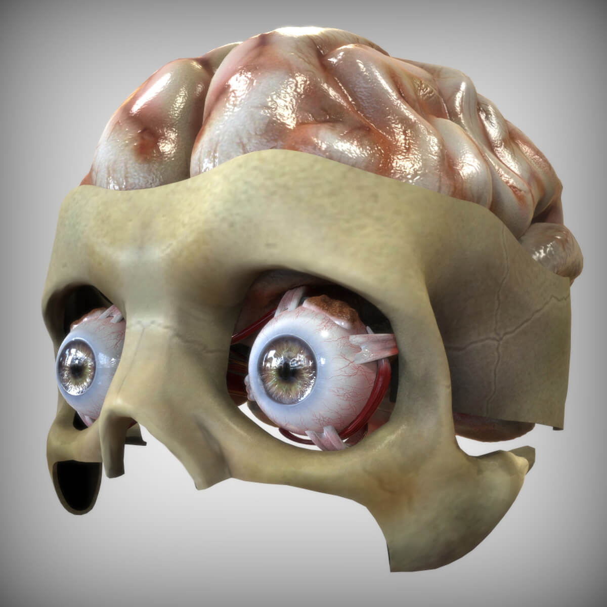 Eye and Brain Anatomy - 3D Model by AzulUtak