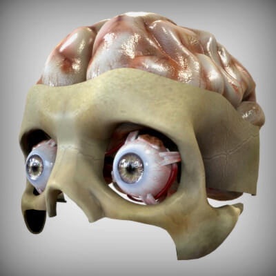 Eye and Brain Anatomy - 3D Model by AzulUtak