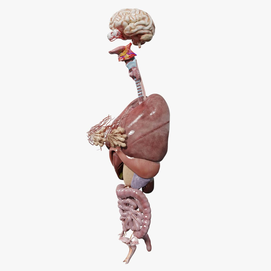 Female Internal Organs - 3D Model by AzulUtak