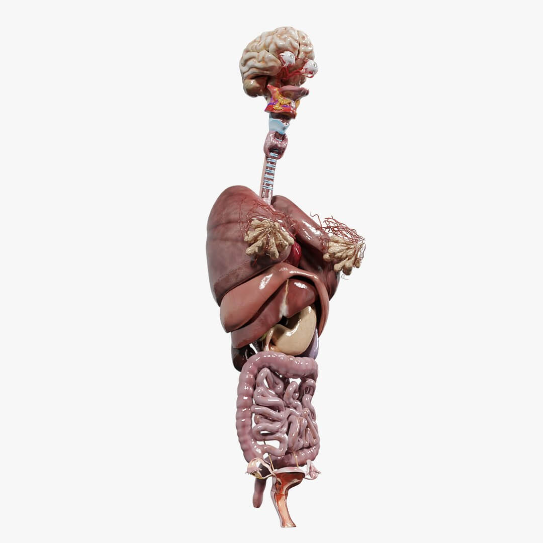 Female Internal Organs - 3D Model by AzulUtak