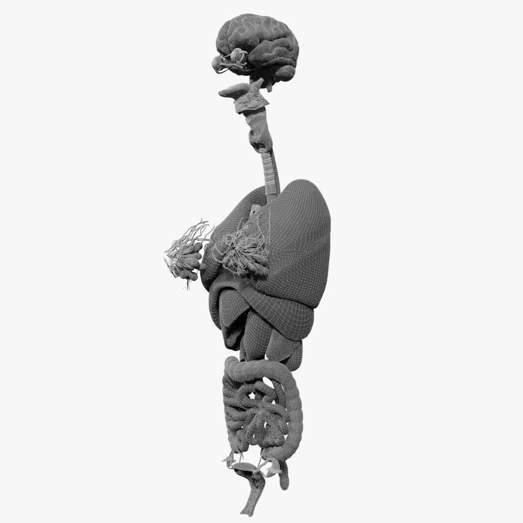 Female Internal Organs - 3D Model by AzulUtak