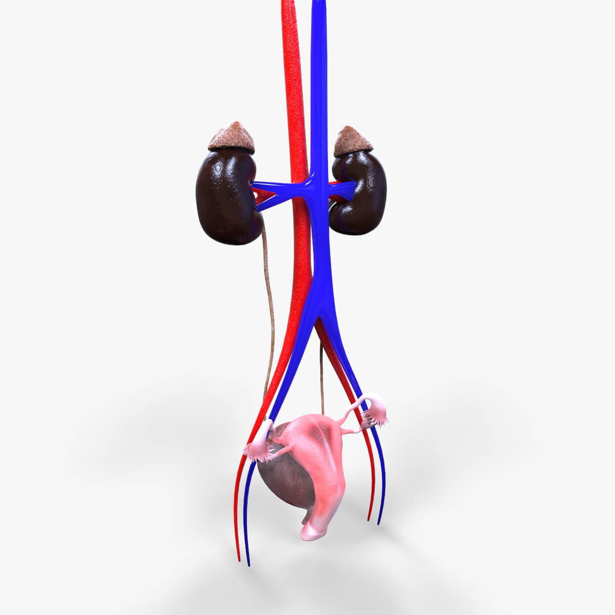 Female Urinary System - 3D Model by AzulUtak
