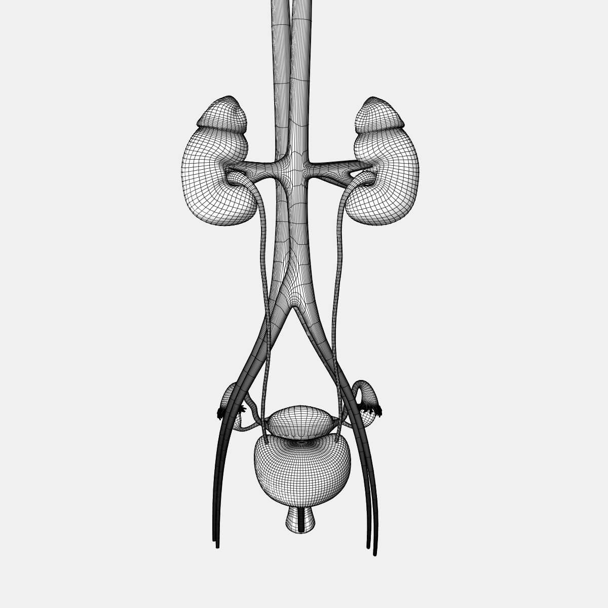 Female Urinary System - 3D Model by AzulUtak