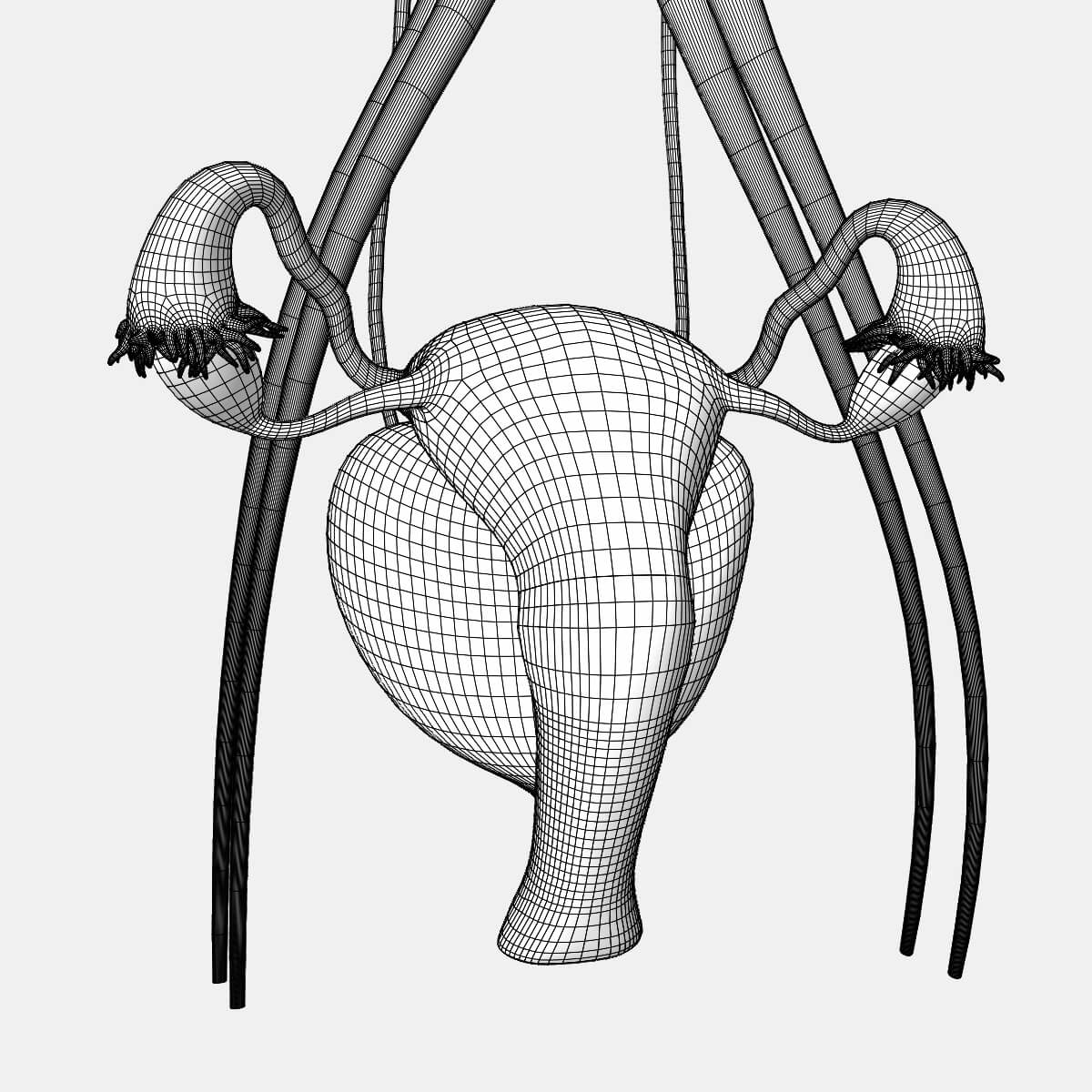 Female Urinary System - 3D Model by AzulUtak