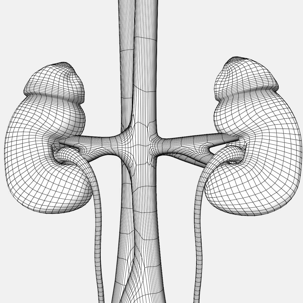 Female Urinary System - 3D Model by AzulUtak