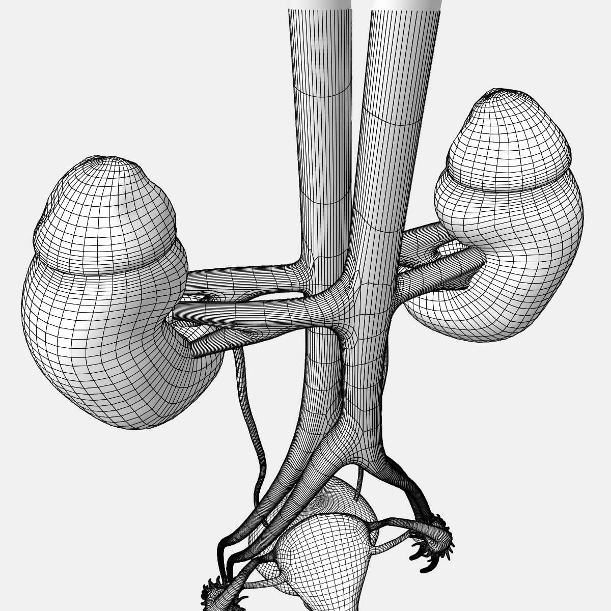 Female Urinary System - 3D Model by AzulUtak