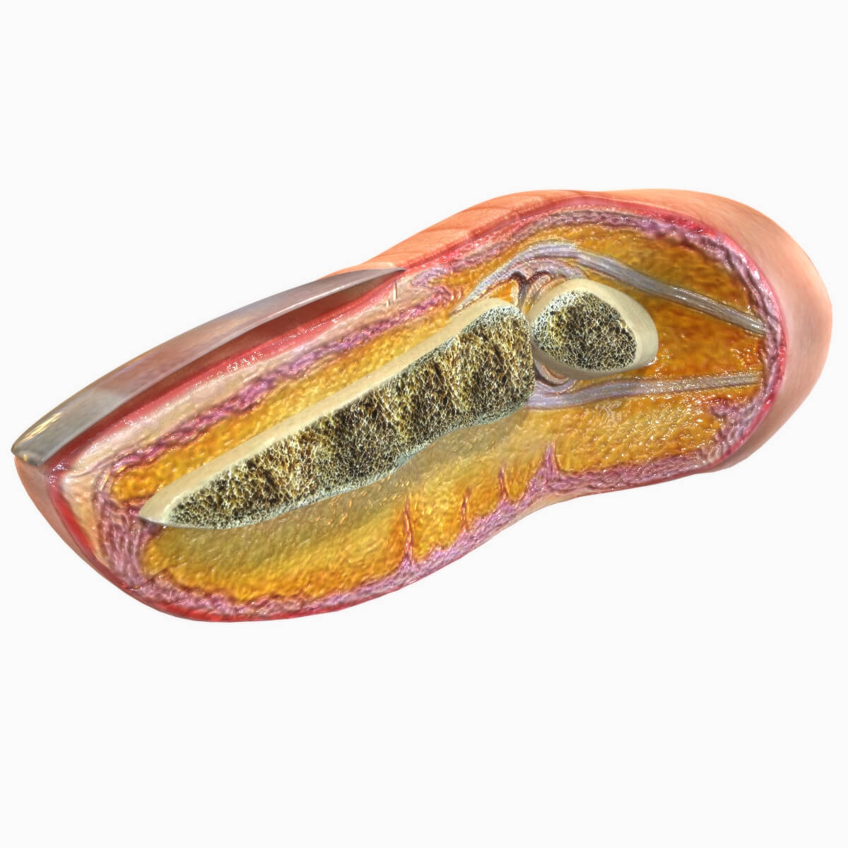 Finger and Nail Cutaway - 3D Model by AzulUtak