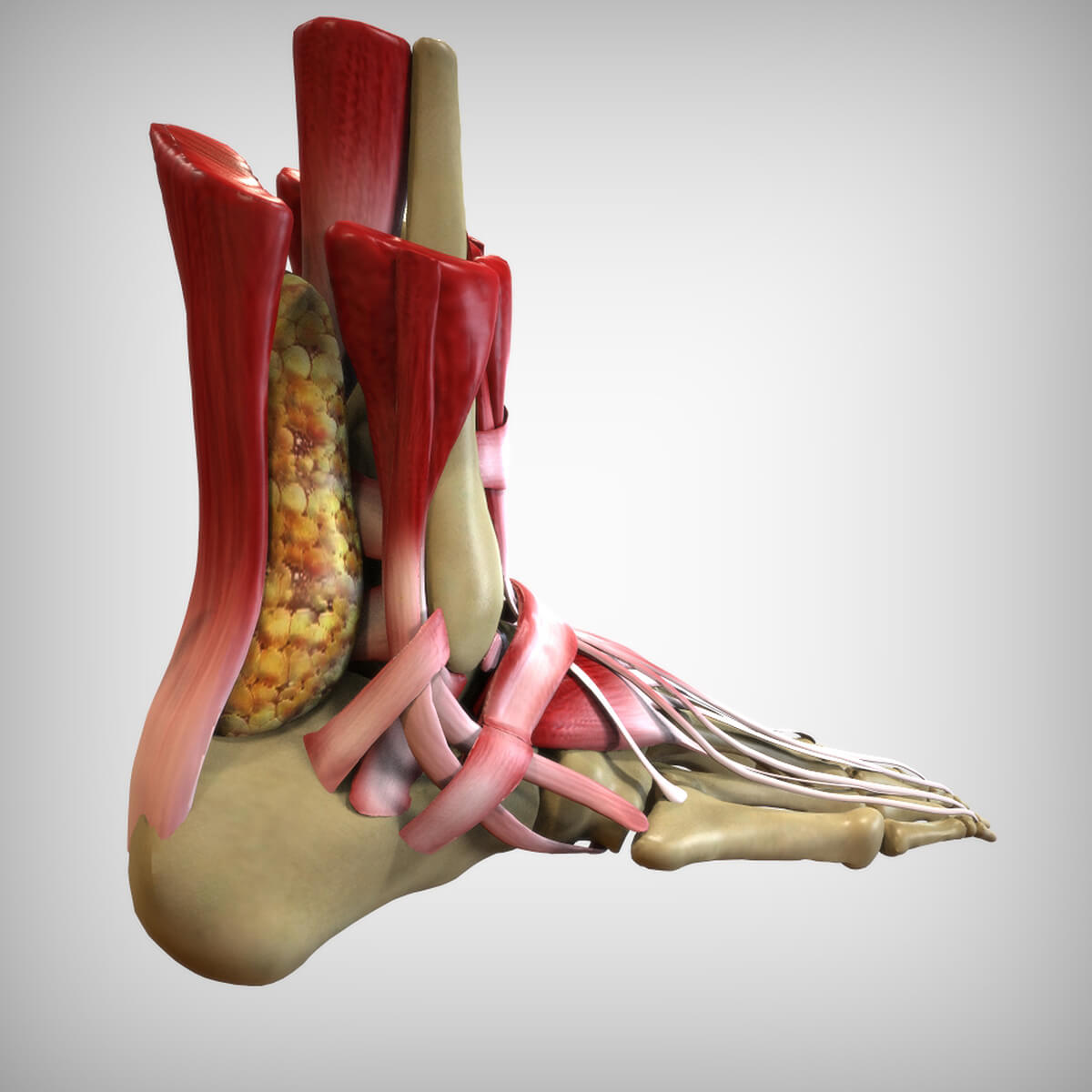Foot Anatomy - 3D Model by AzulUtak
