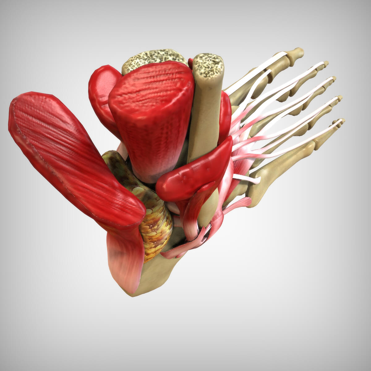 Foot Anatomy - 3D Model by AzulUtak