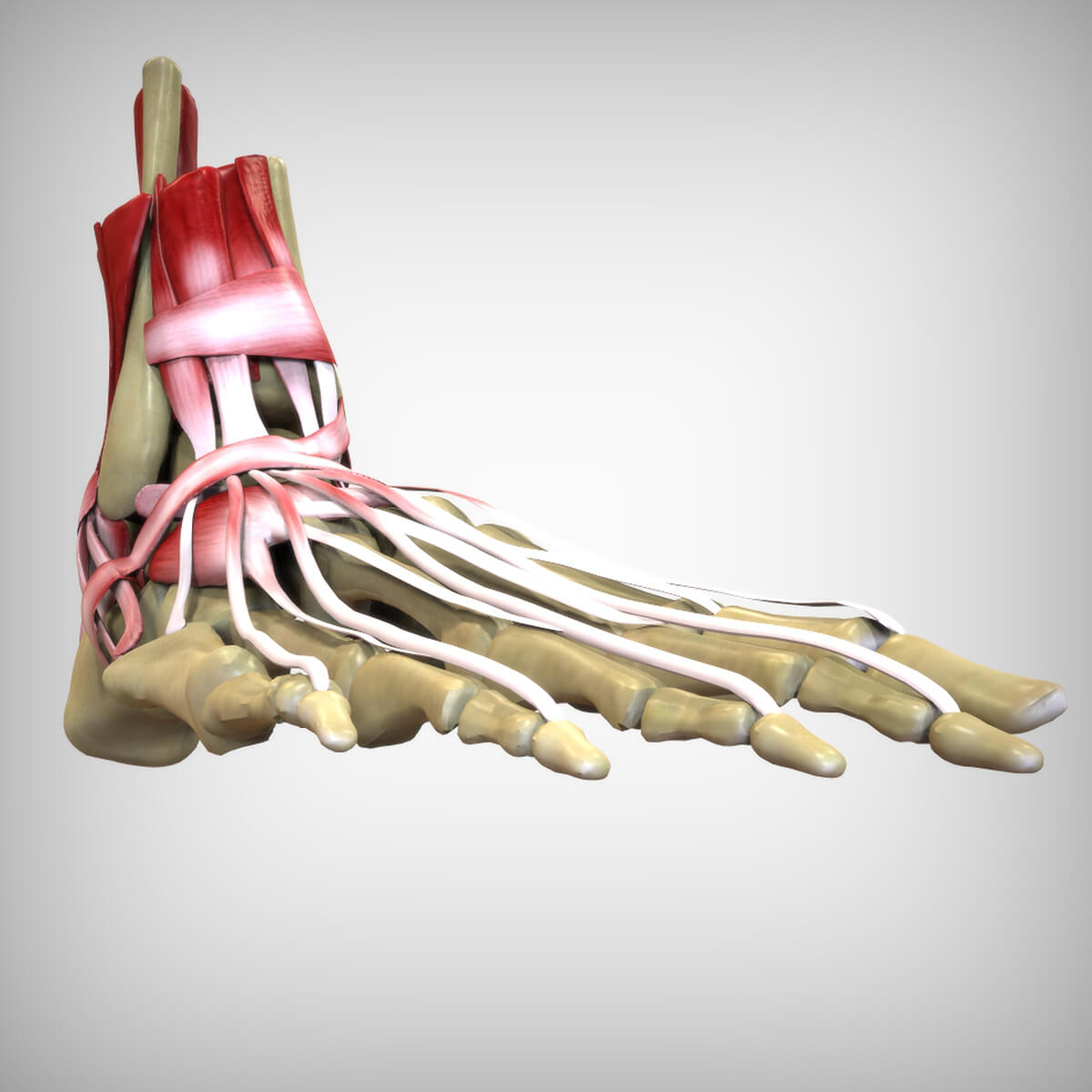 Foot Anatomy - 3D Model by AzulUtak