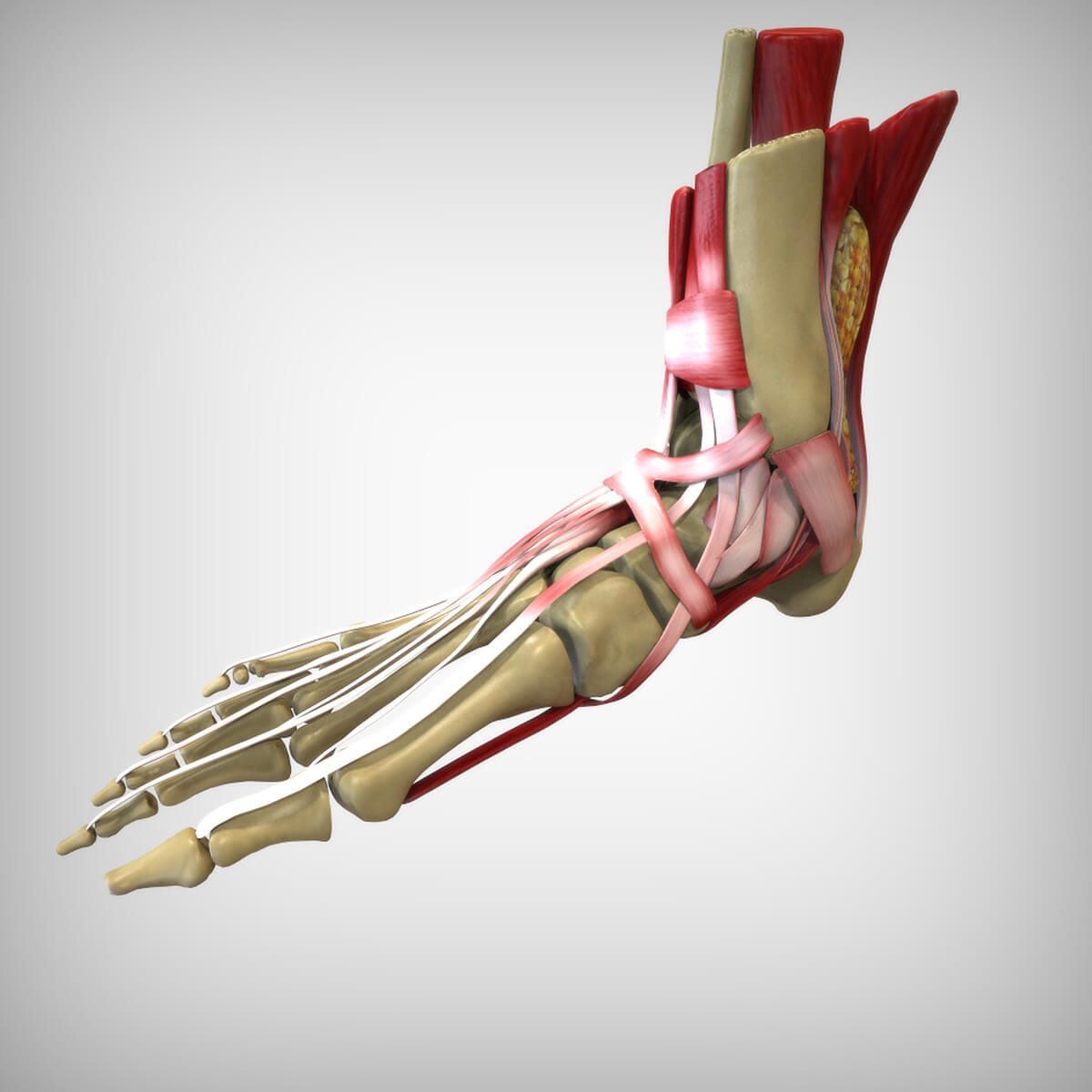 Foot Anatomy - 3D Model by AzulUtak