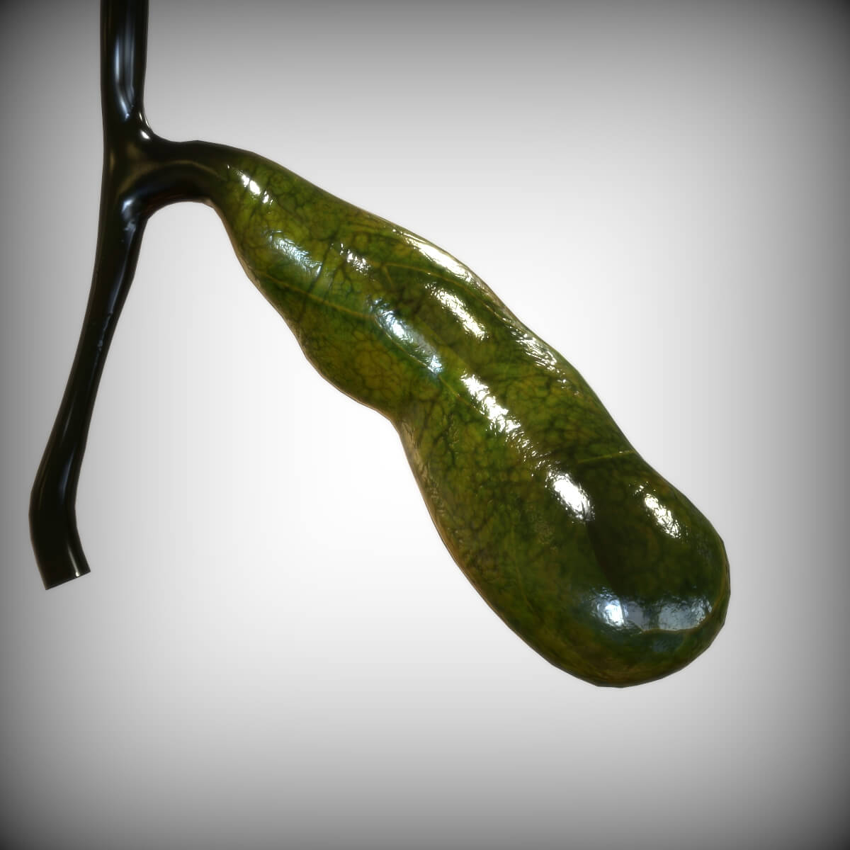Gallbladder Anatomy - 3D Model by AzulUtak