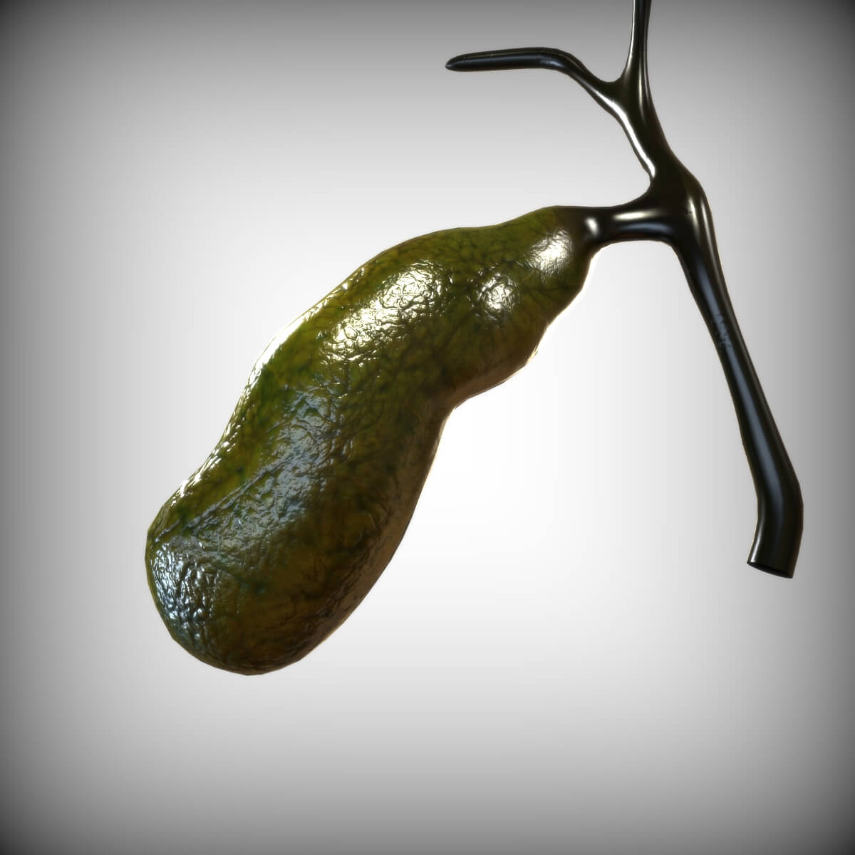 Gallbladder Anatomy - 3D Model by AzulUtak