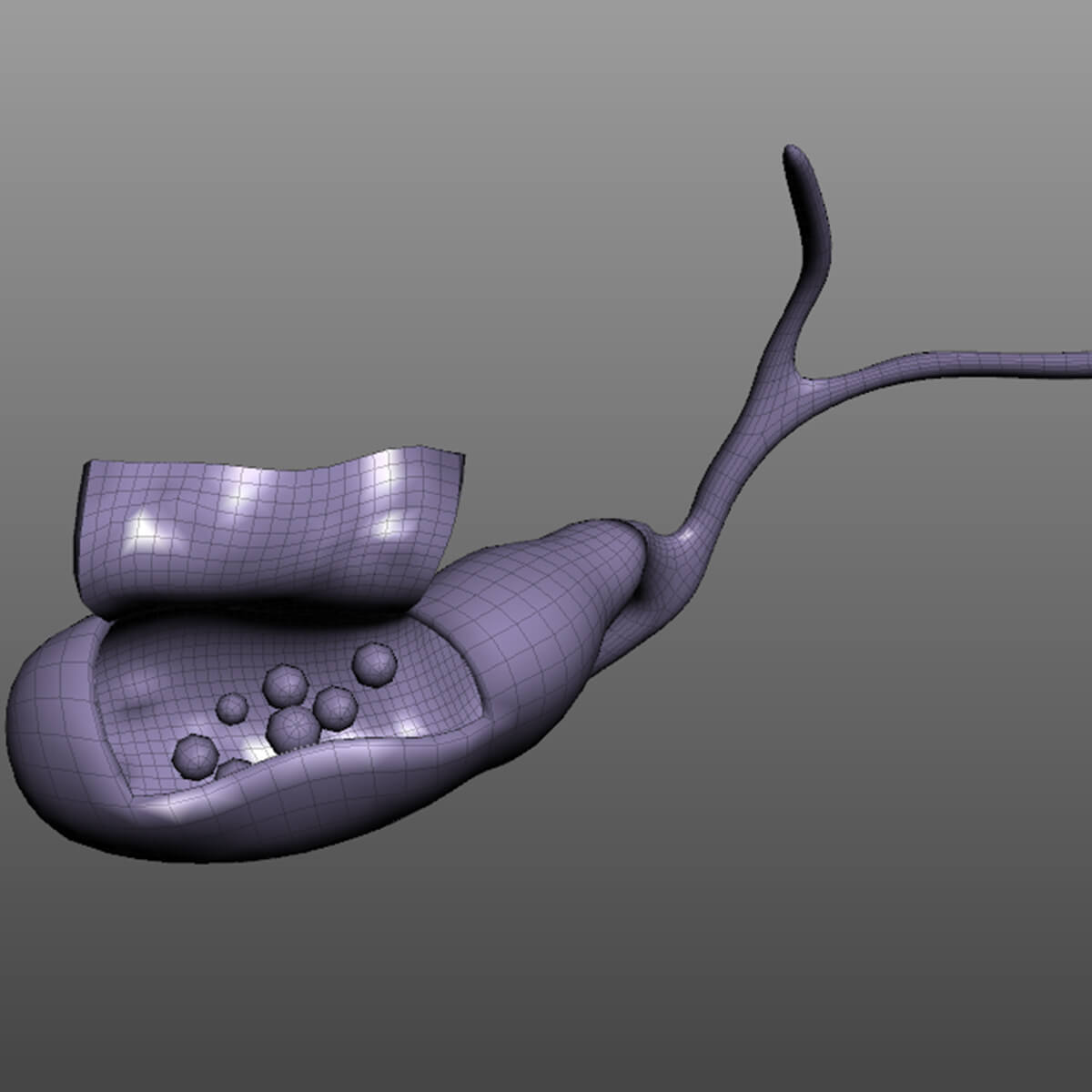 Gallbladder Anatomy - 3D Model by AzulUtak