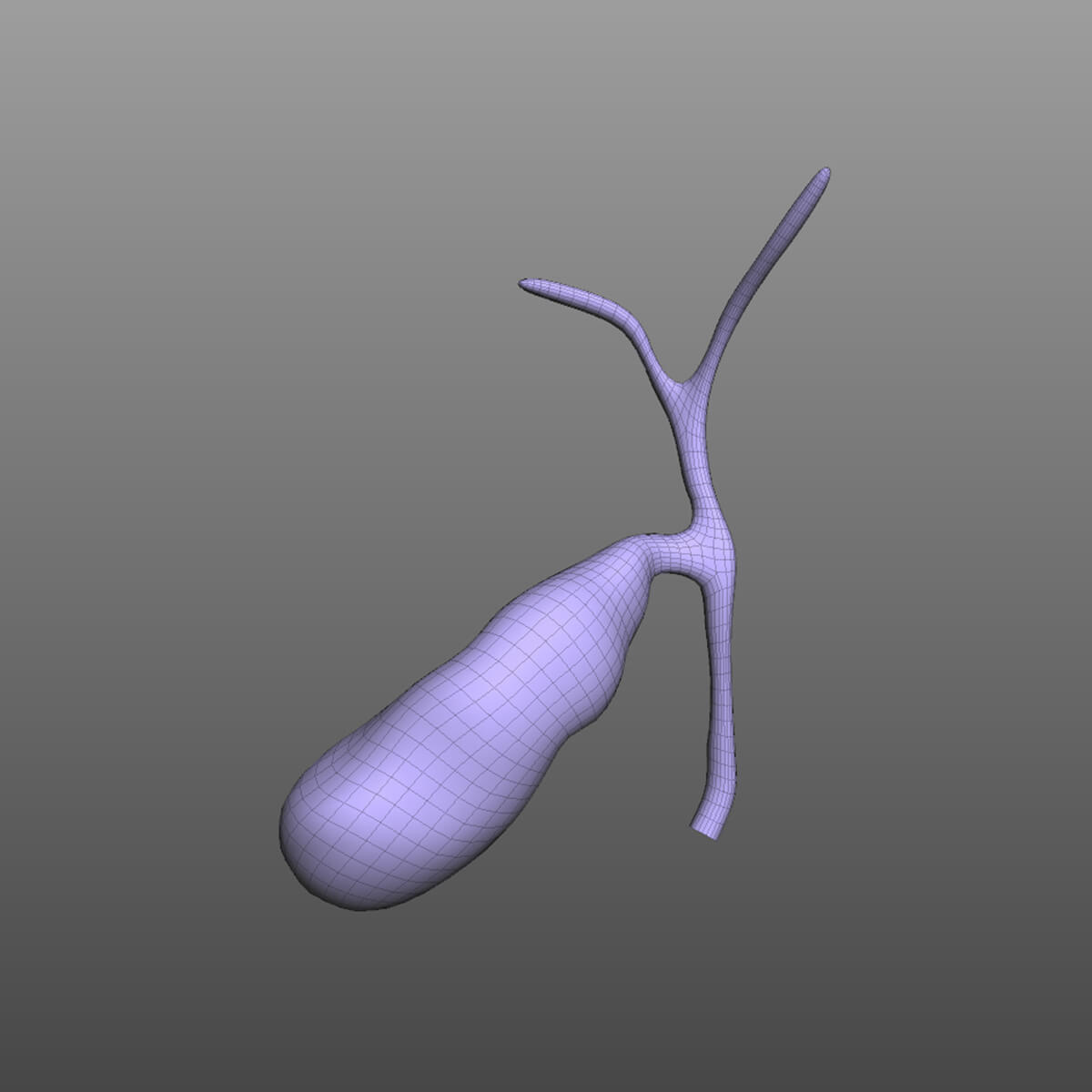Gallbladder Anatomy - 3D Model by AzulUtak