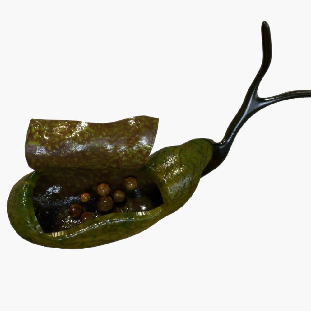 Gallbladder Anatomy - 3D Model by AzulUtak
