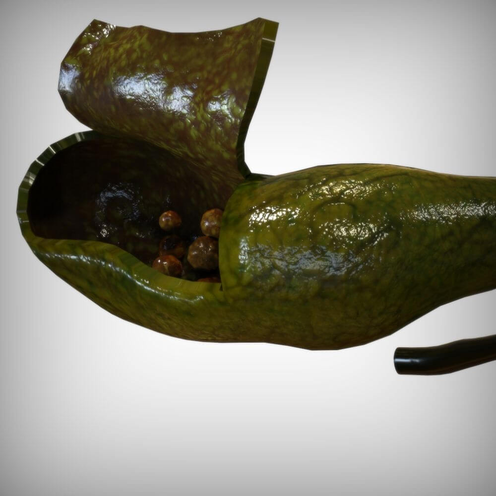Gallbladder Anatomy - 3D Model by AzulUtak