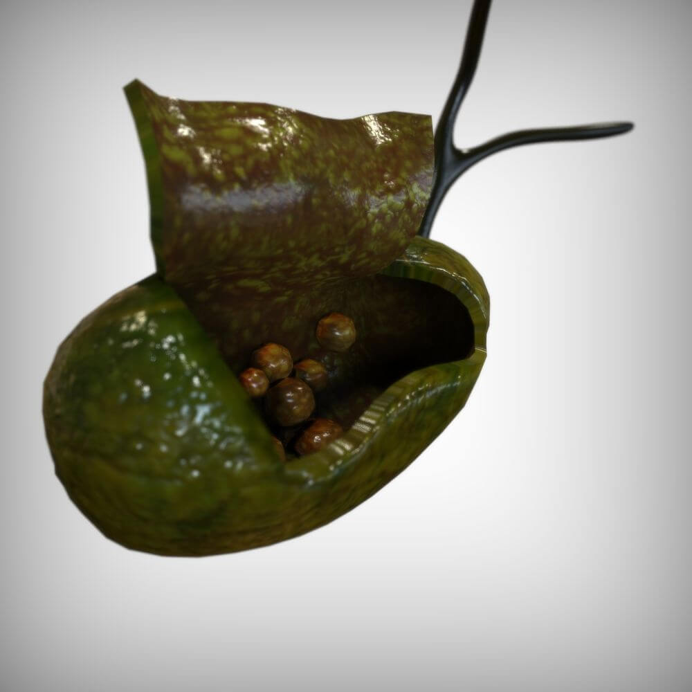 Gallbladder Anatomy - 3D Model by AzulUtak