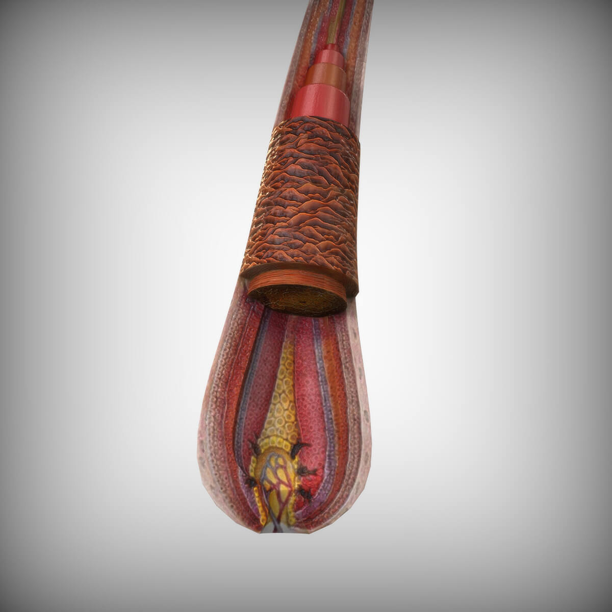 Hair Anatomy - 3D Model by AzulUtak