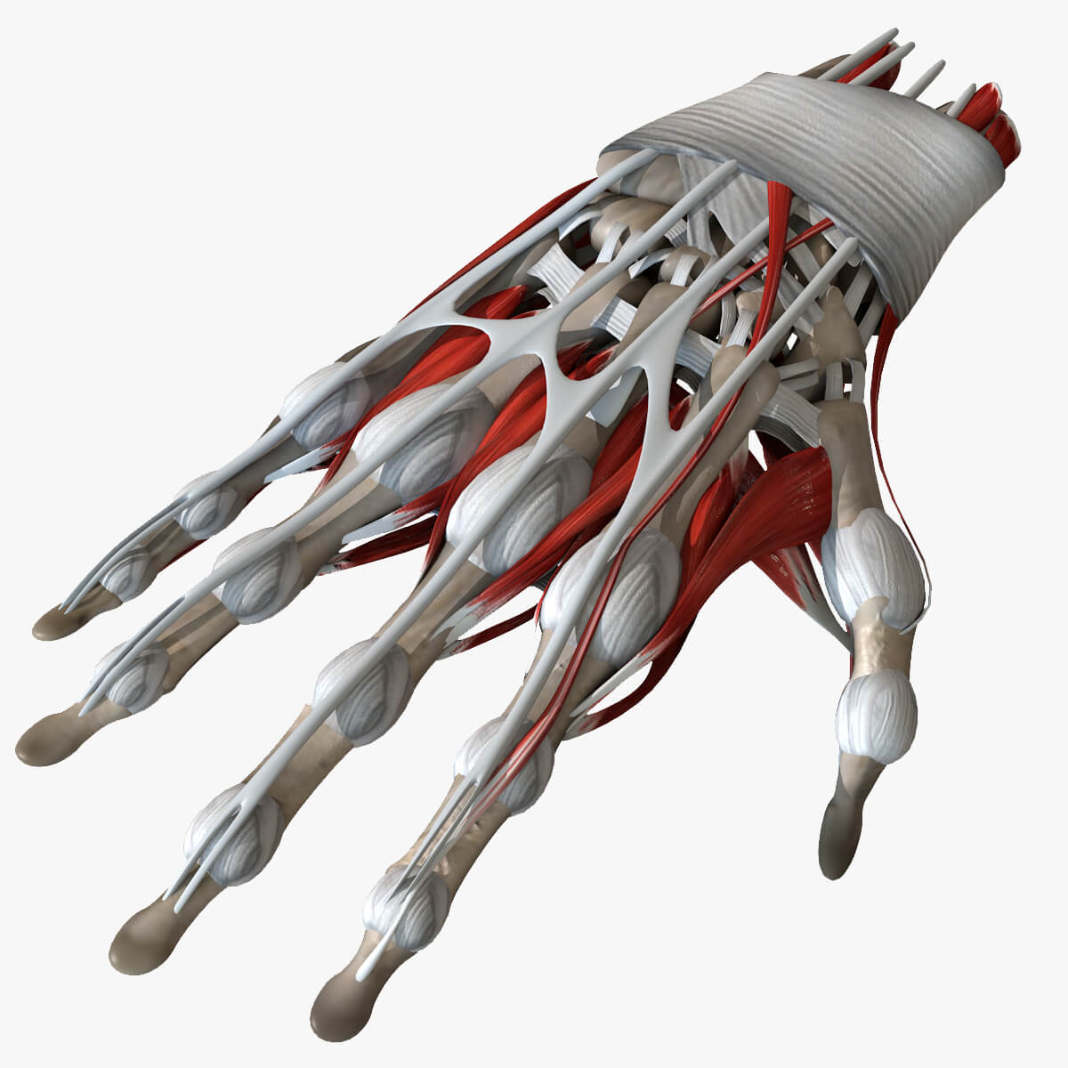 Hand Anatomy - 3D Model by AzulUtak