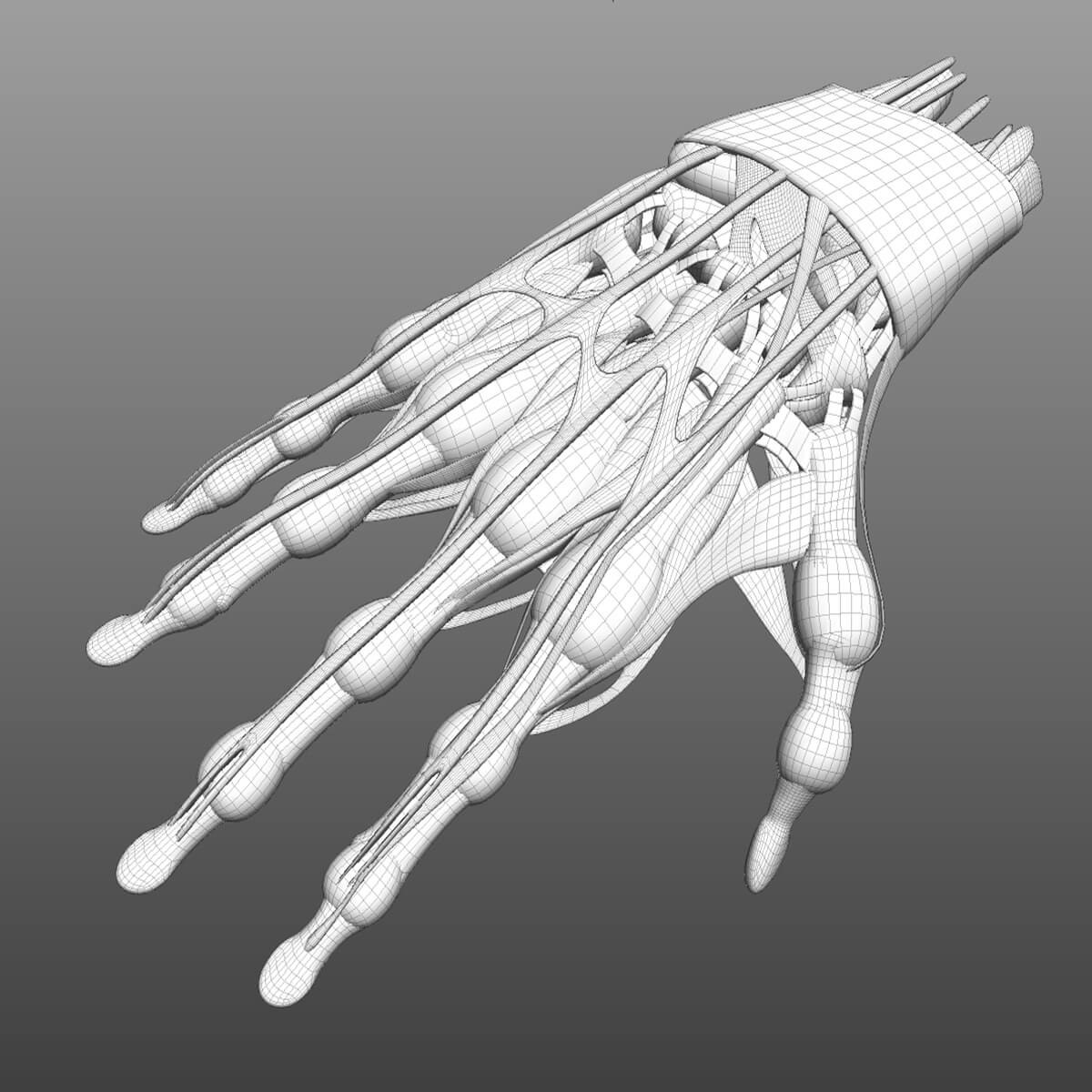 Hand Anatomy - 3D Model by AzulUtak