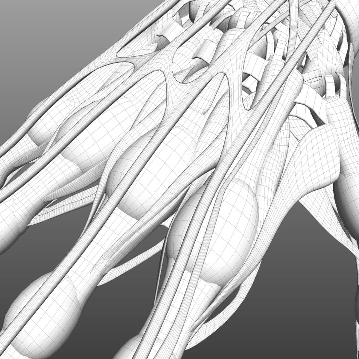 Hand Anatomy - 3D Model by AzulUtak