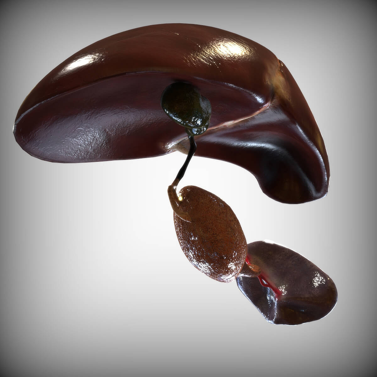 Hepatic System - 3D Model by AzulUtak