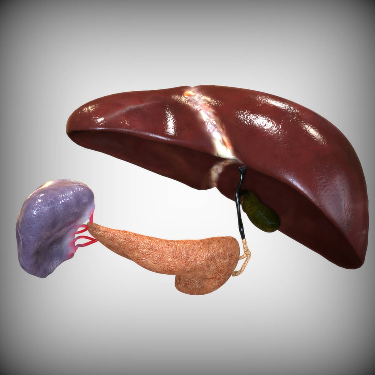 Hepatic System - 3D Model by AzulUtak