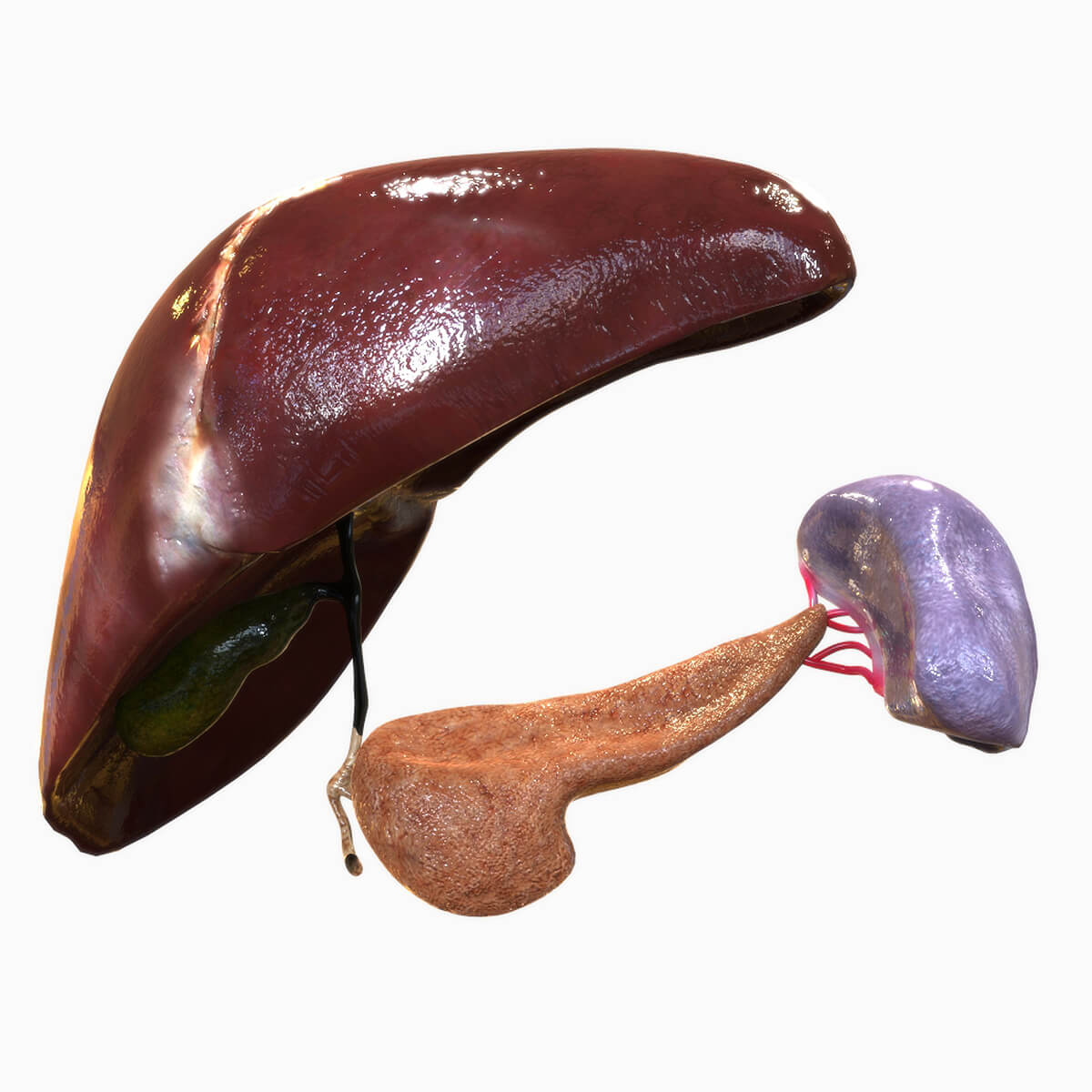 Hepatic System - 3D Model by AzulUtak