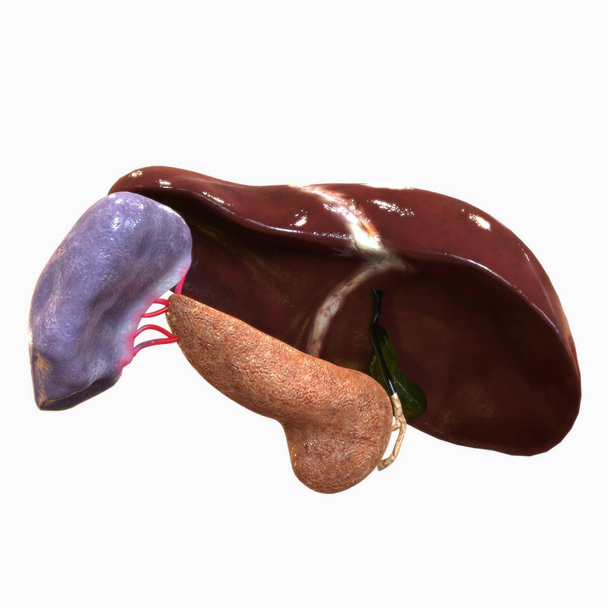 Hepatic System - 3D Model by AzulUtak