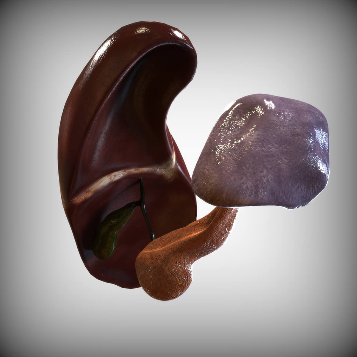 Hepatic System - 3D Model by AzulUtak