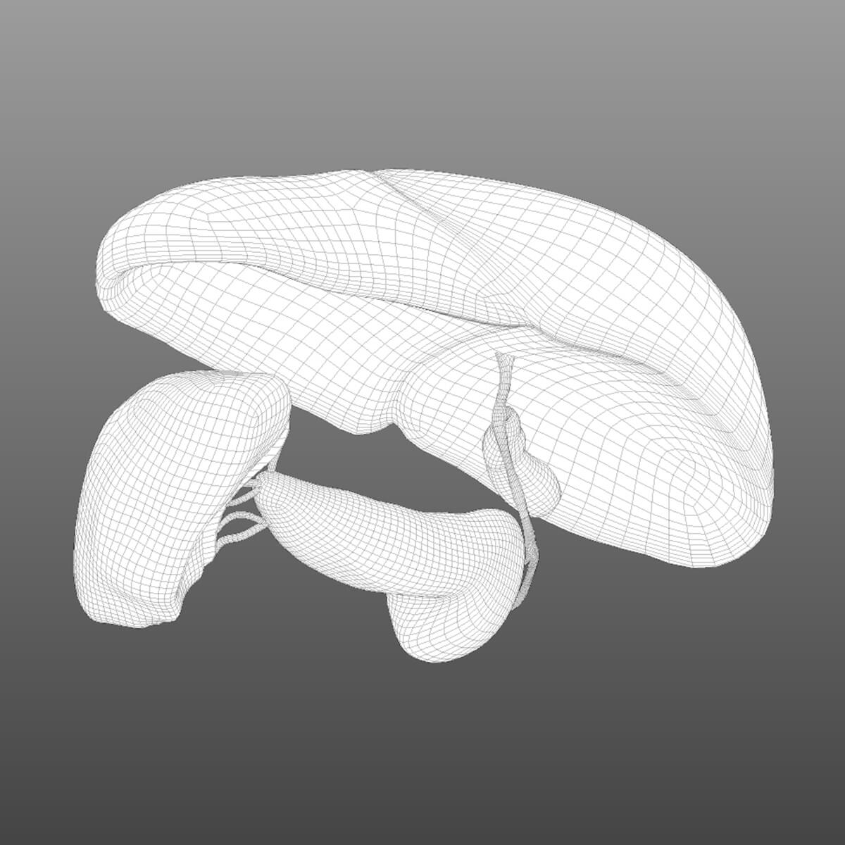 Hepatic System - 3D Model by AzulUtak