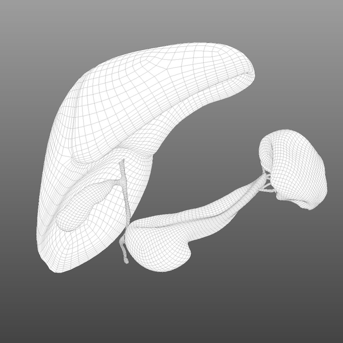 Hepatic System - 3D Model by AzulUtak