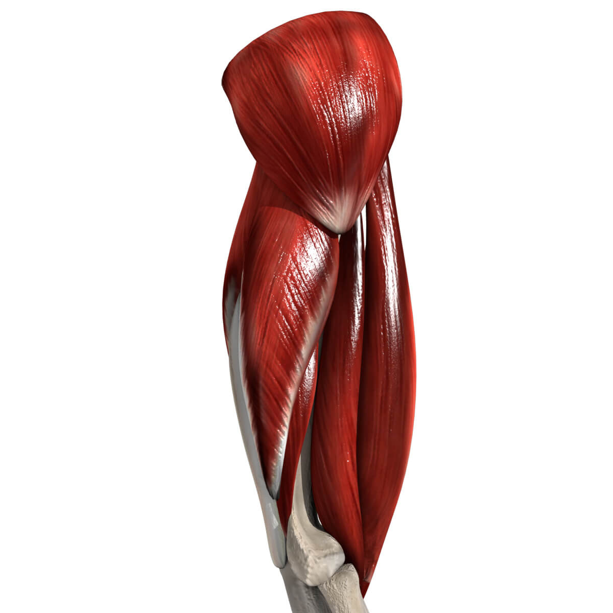 Human Biceps Structure - 3D Model by AzulUtak