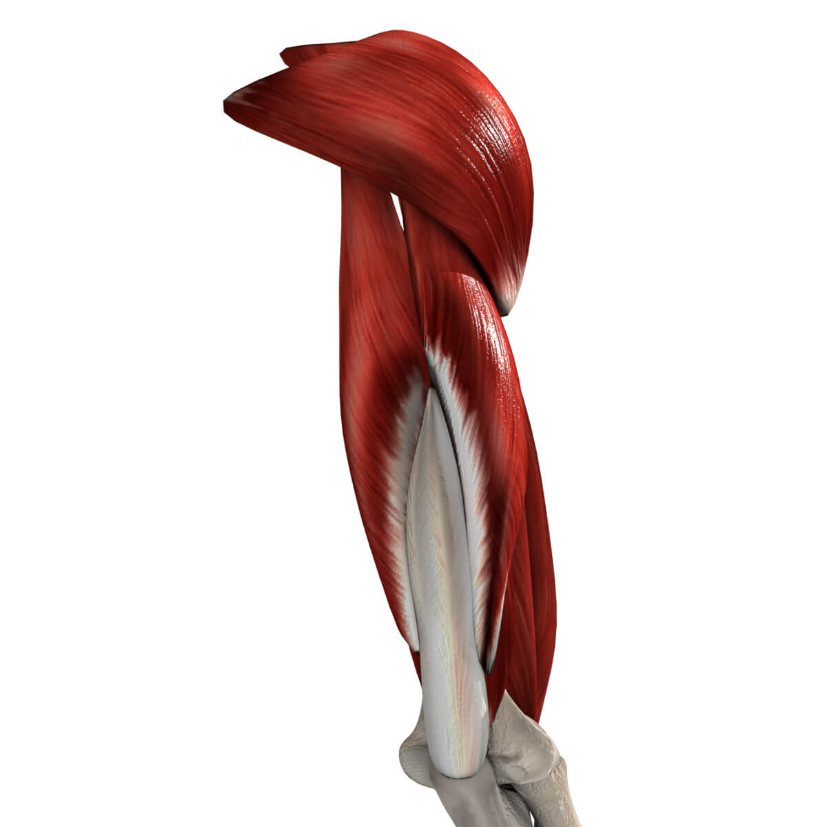 Human Biceps Structure - 3D Model by AzulUtak