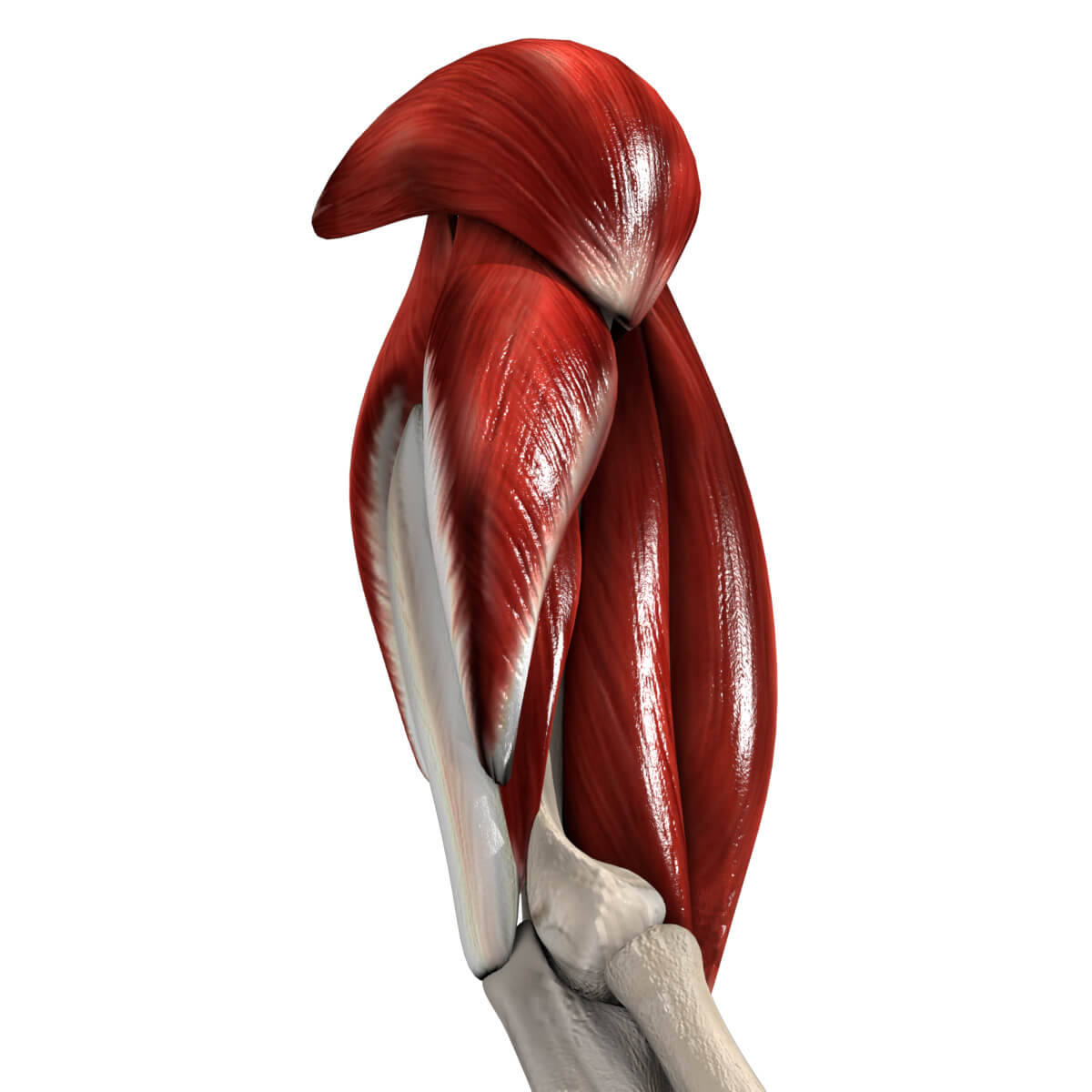 Human Biceps Structure - 3D Model by AzulUtak
