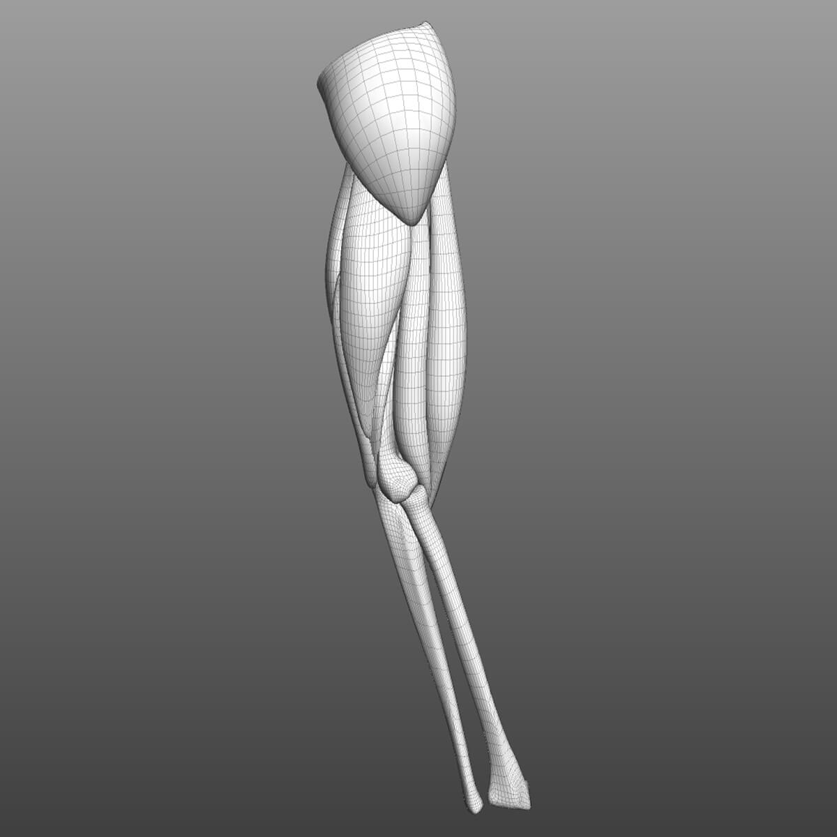 Human Biceps Structure - 3D Model by AzulUtak
