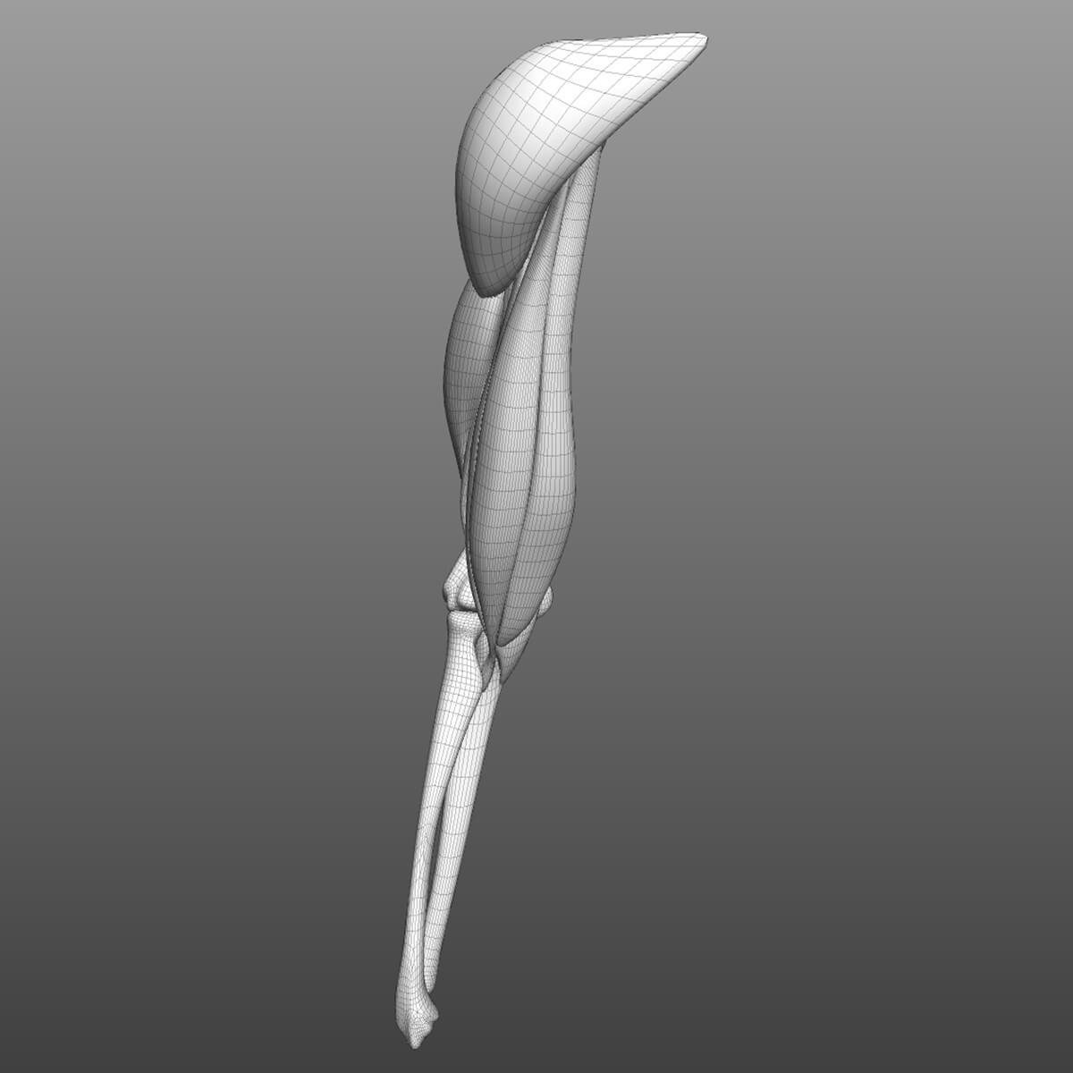 Human Biceps Structure - 3D Model by AzulUtak