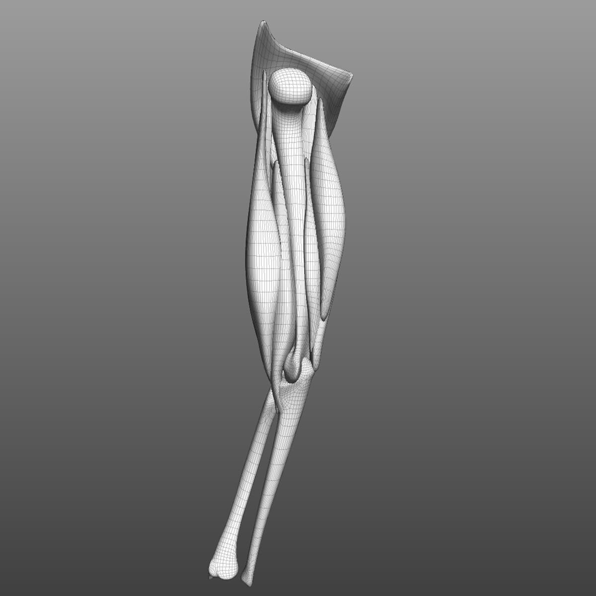 Human Biceps Structure - 3D Model by AzulUtak