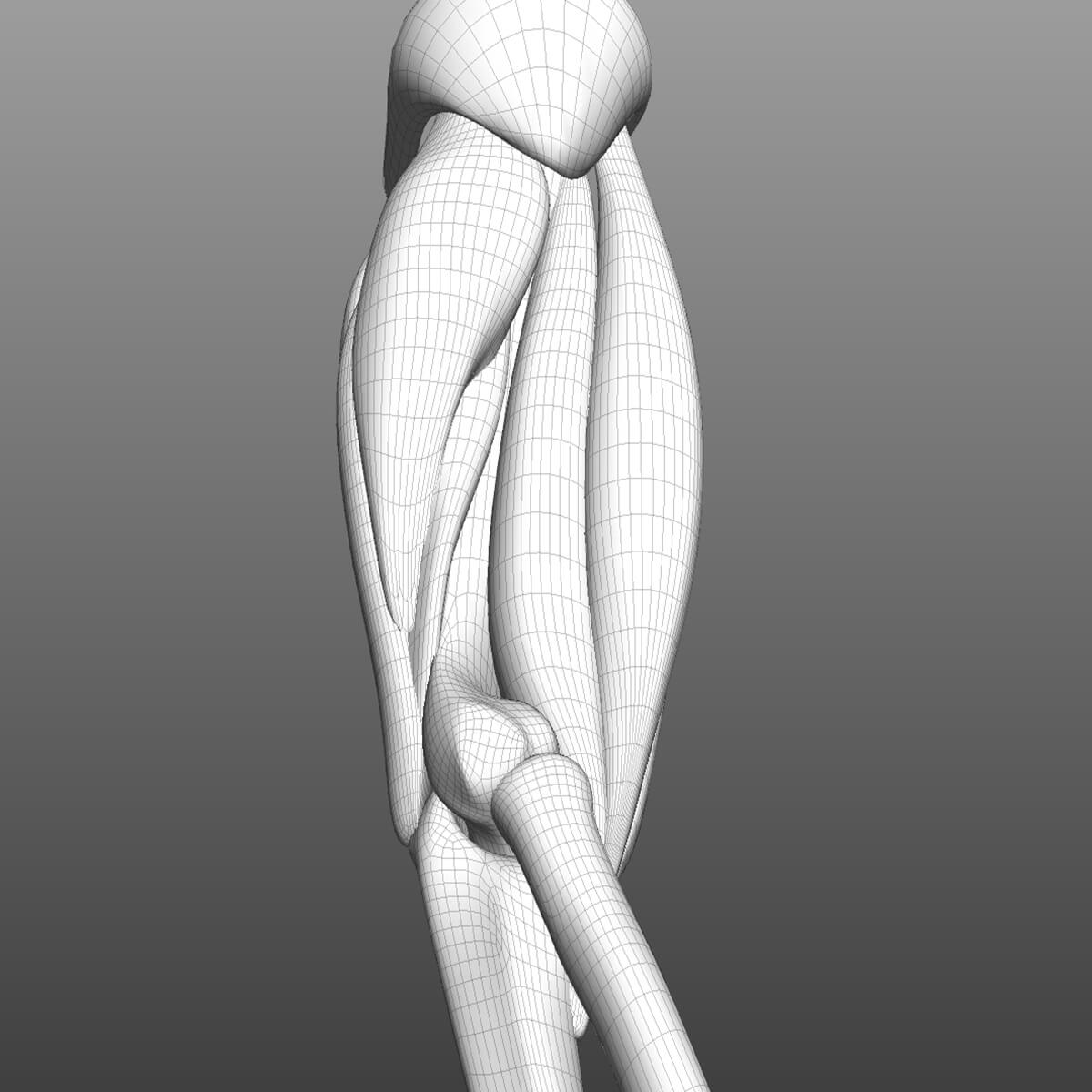 Human Biceps Structure - 3D Model by AzulUtak