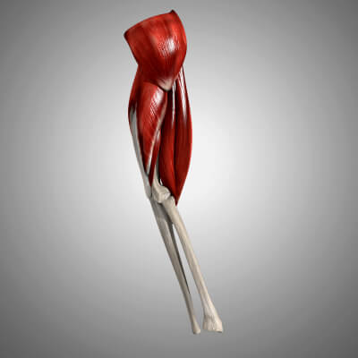 Human Biceps Structure - 3D Model by AzulUtak