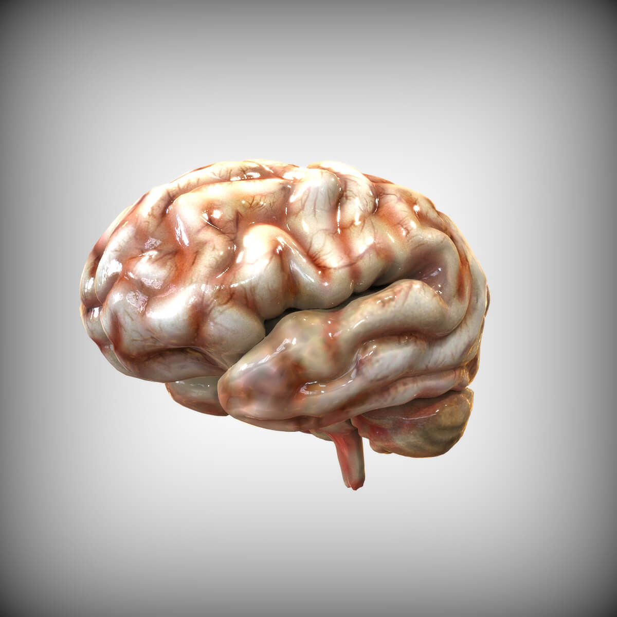 Human Brain 3D Model by AzulUtak